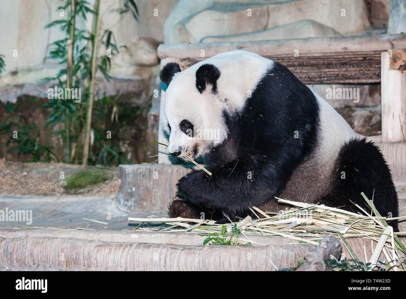 Fat panda hi-res stock photography and images - Alamy