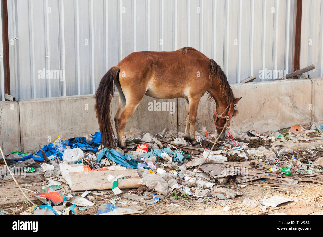 A horse in Thailand stands in the waste and its own excrement Stock ...