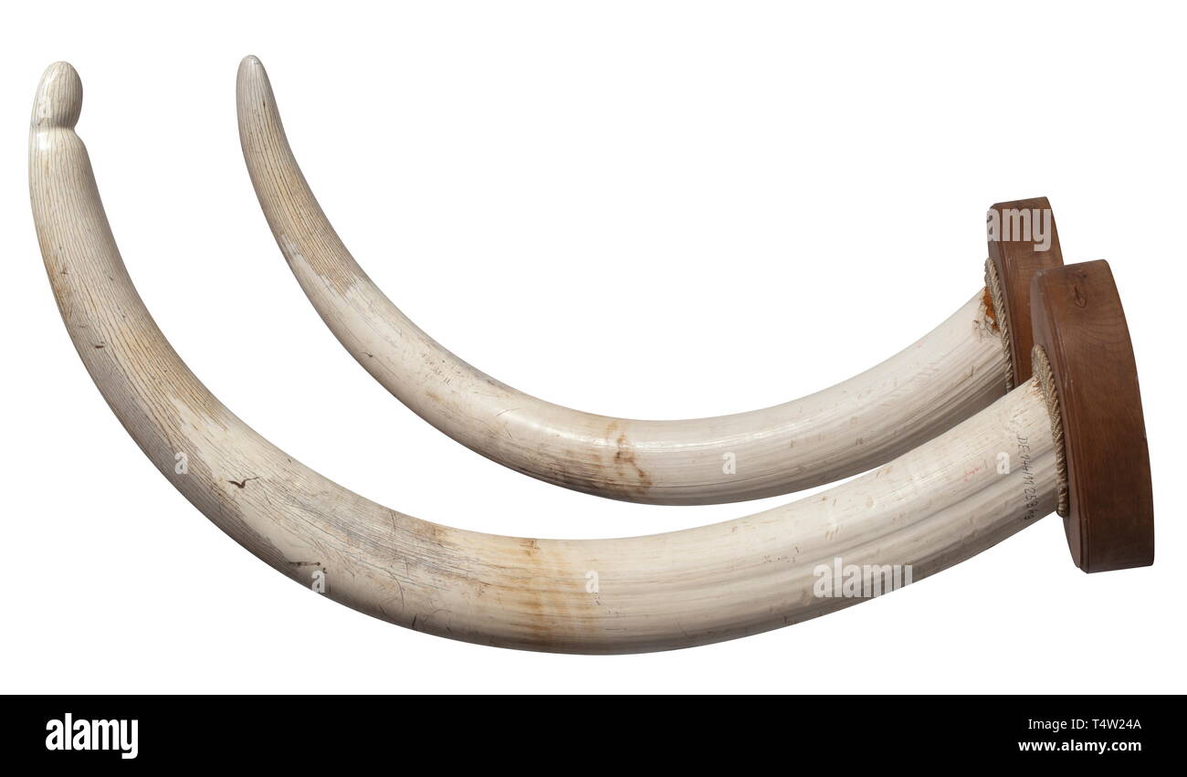 Elephant Tusk Cut