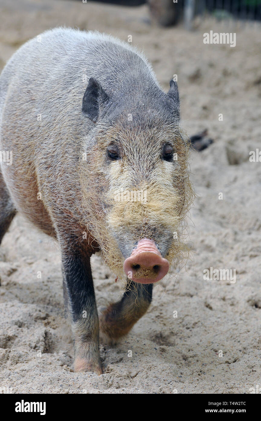 Bornean bearded pig, Bartschwein, Sus barbatus, szakállas disznó Stock ...