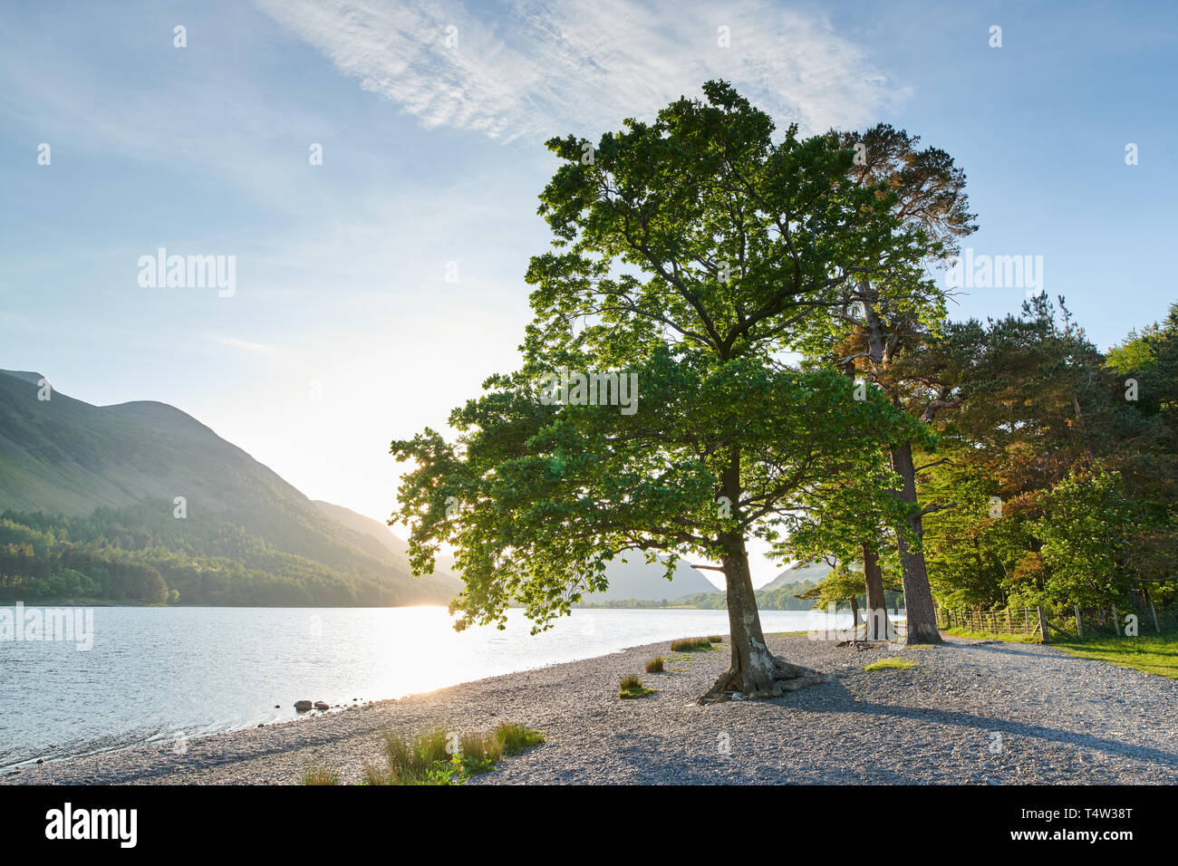 Trees at sunset, Buttermere, Lake district Stock Photo - Alamy