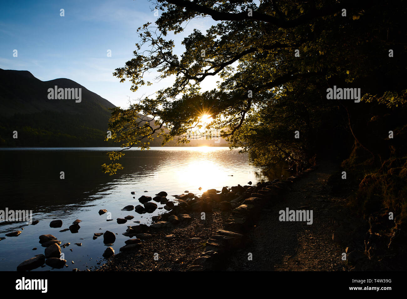 Trees at sunset, Buttermere, Lake district Stock Photo - Alamy