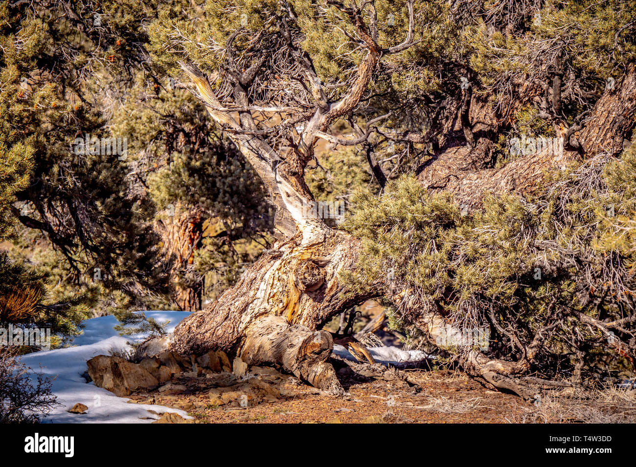 Beautiful Inyo National Forest in the Sierra Nevada Stock Photo - Alamy