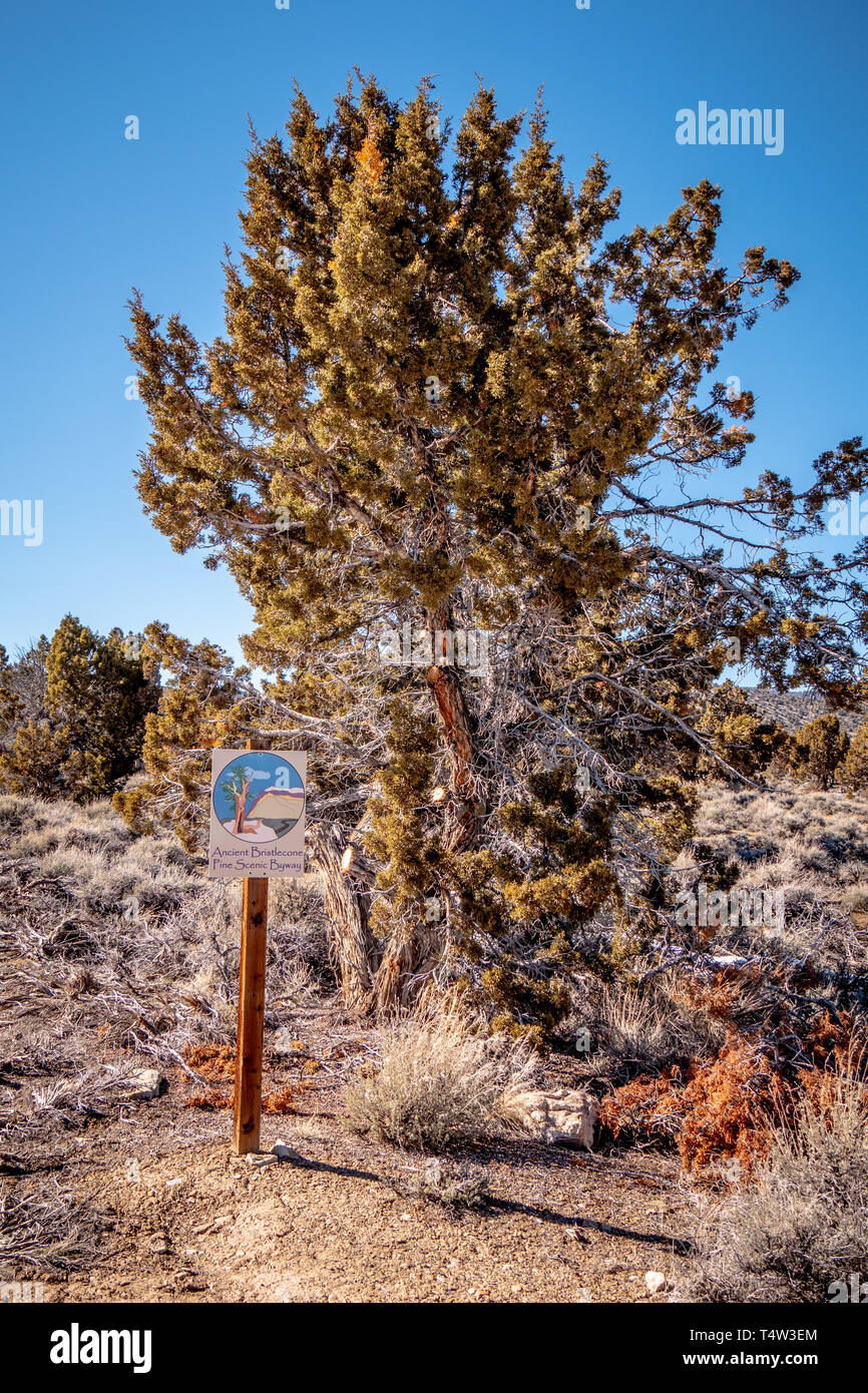 Beautiful Inyo National Forest in the Sierra Nevada Stock Photo - Alamy