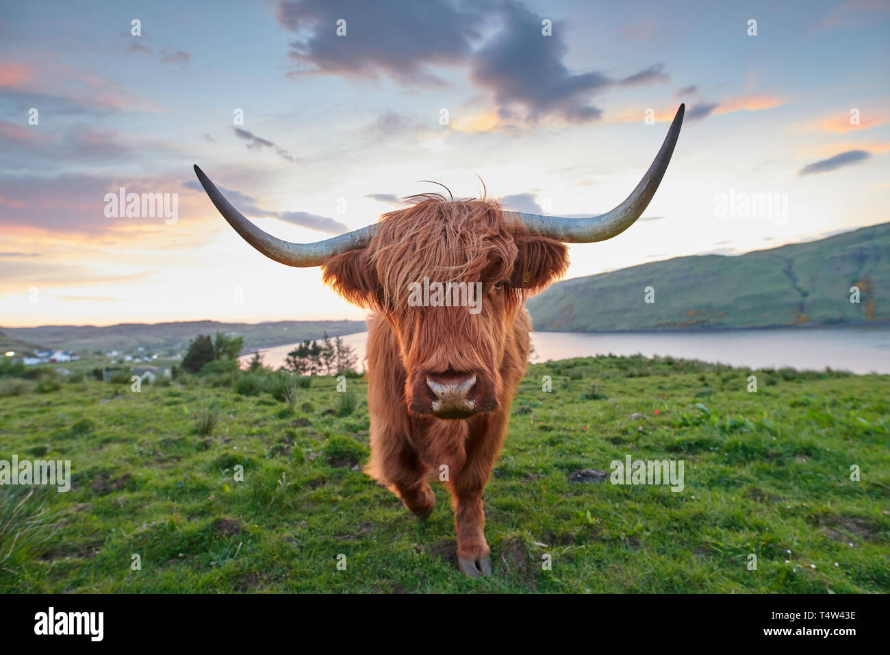 Highland cow and sunset over carbost on the Isle of Skye, Scotland ...