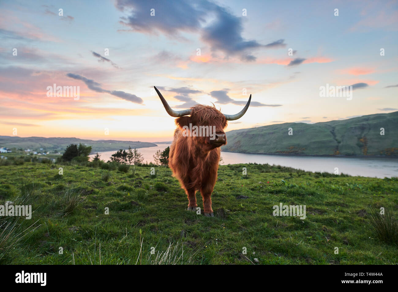 Highland cow and sunset over carbost on the Isle of Skye, Scotland ...