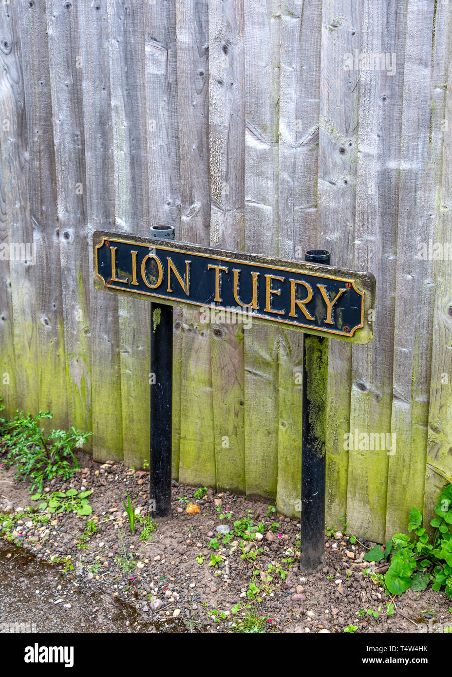 Lion tuery hi-res stock photography and images - Alamy