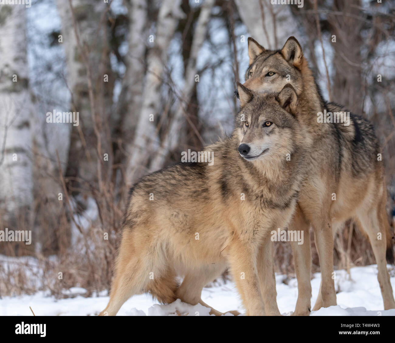 Wolves looking into the distance Stock Photo - Alamy