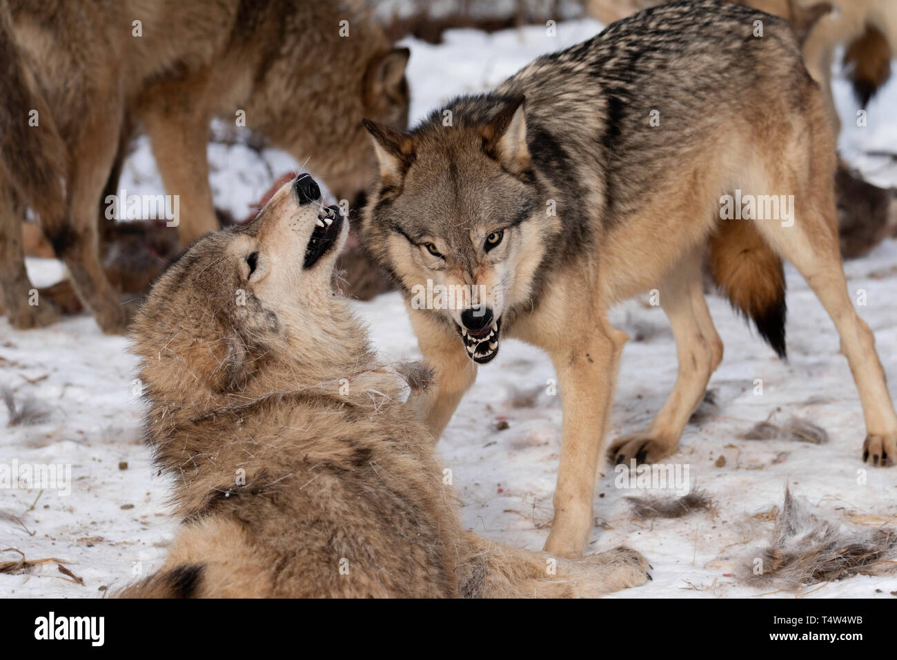 Wolves fighting over a deer carcass Stock Photo - Alamy