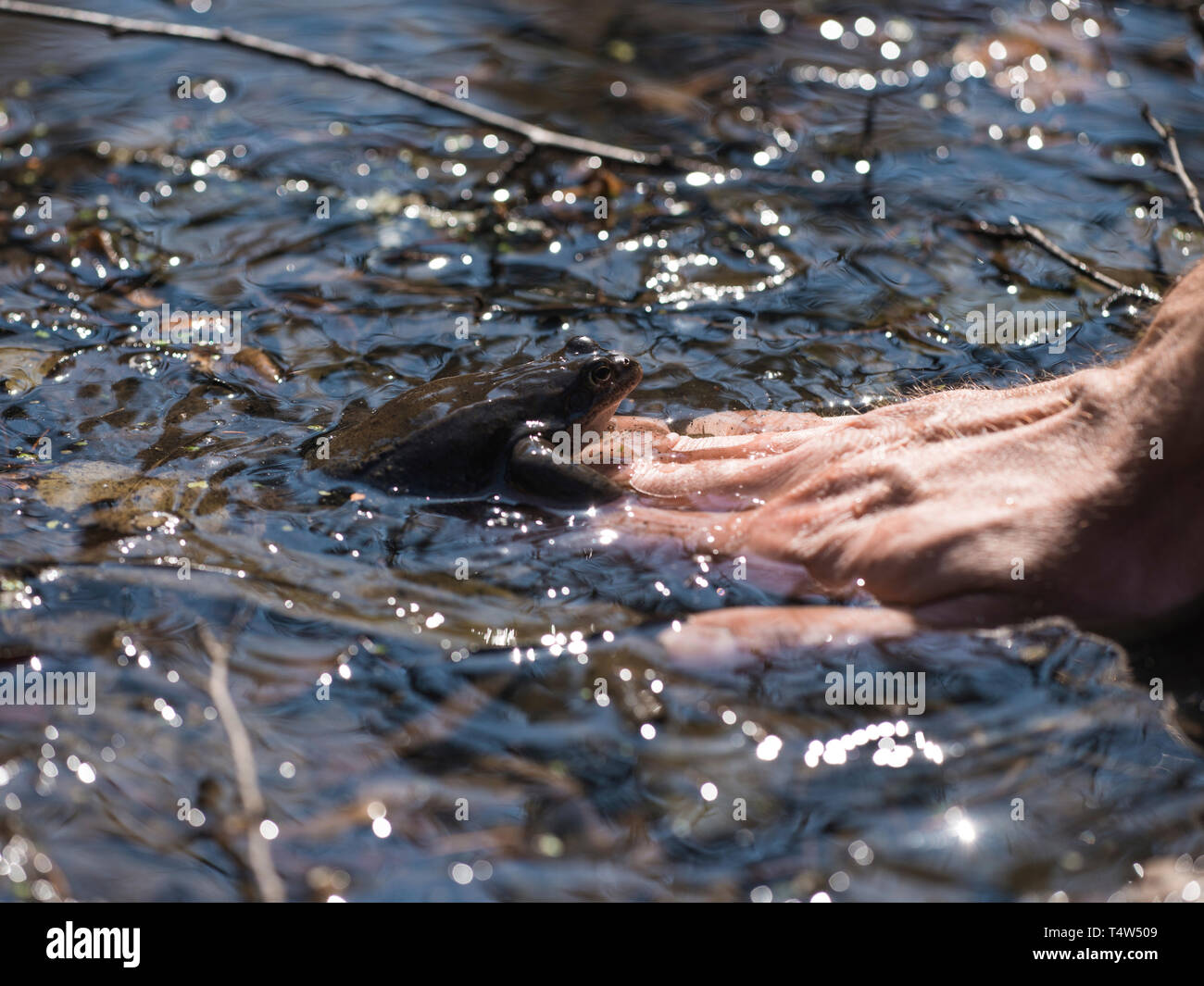 Man Holding Frog High Resolution Stock Photography and Images - Alamy