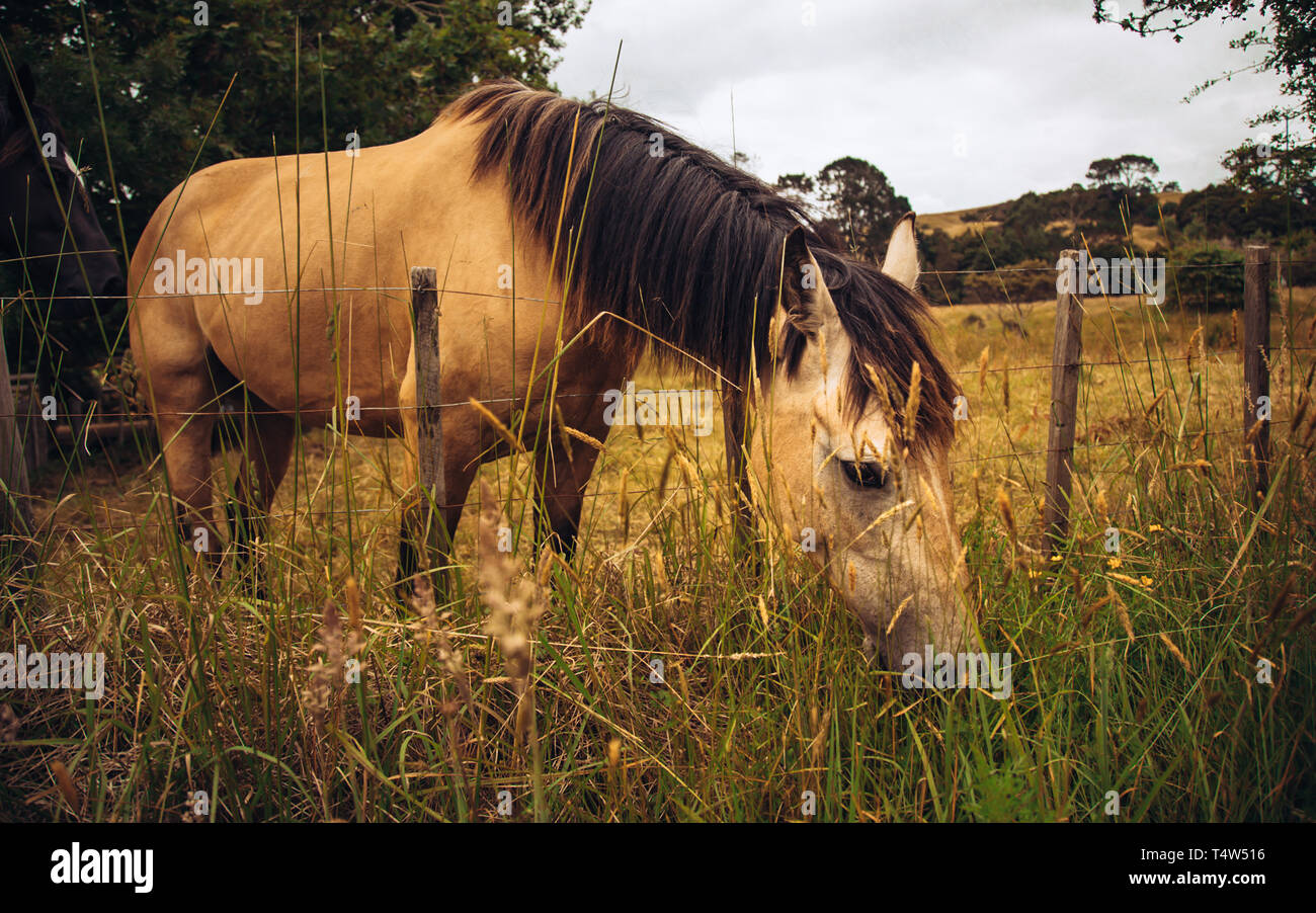 Over the fence Horse Stock Photo - Alamy