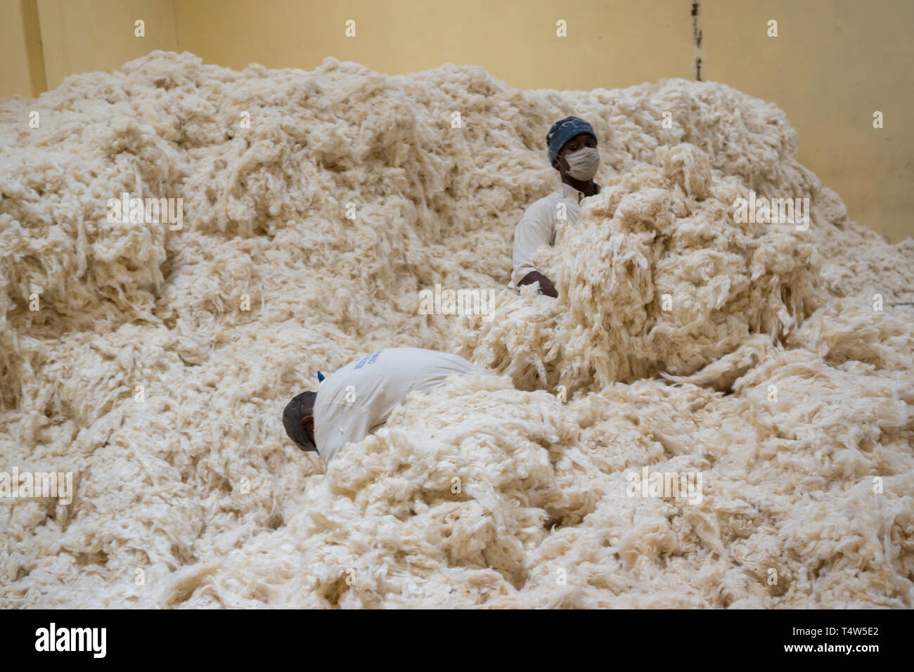 Raw cotton hi-res stock photography and images - Alamy