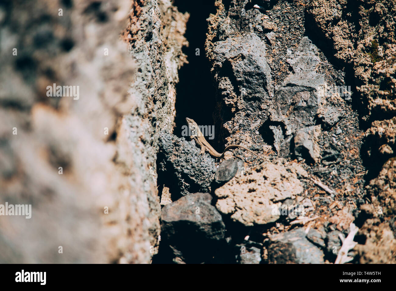 Camouflaged lizard among rocks in volcanic landscape Stock Photo - Alamy