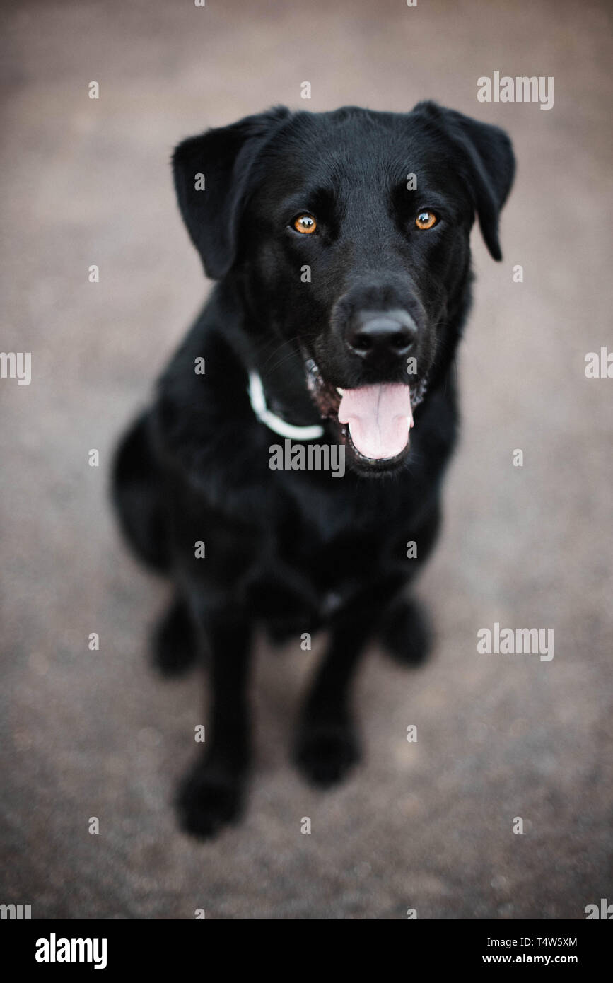 Lab eyes hi-res stock photography and images - Alamy