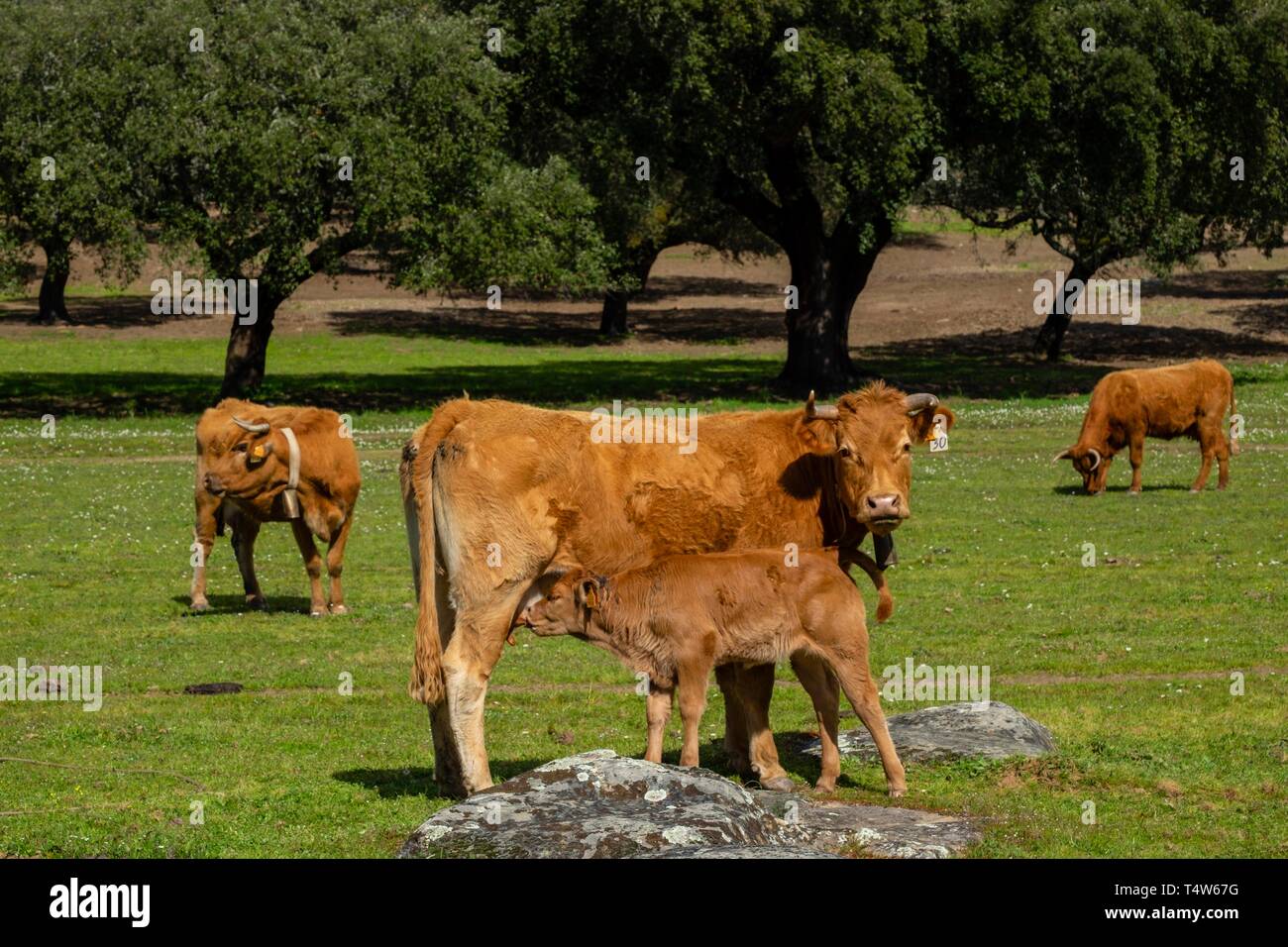 Ganado vacuno pastando hi-res stock photography and images - Alamy
