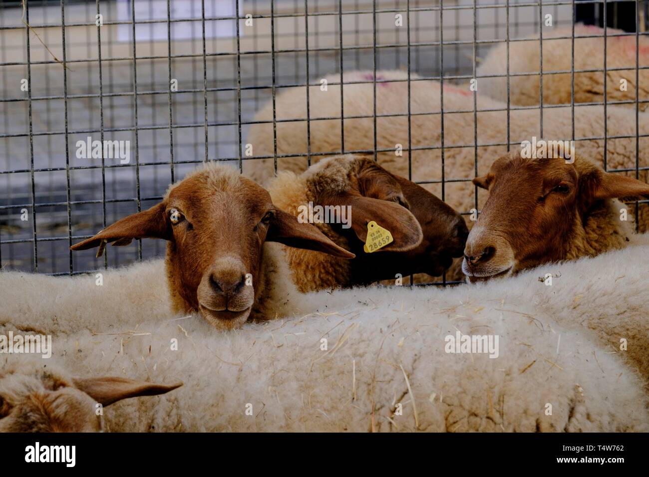 Oveja roja hi-res stock photography and images - Alamy