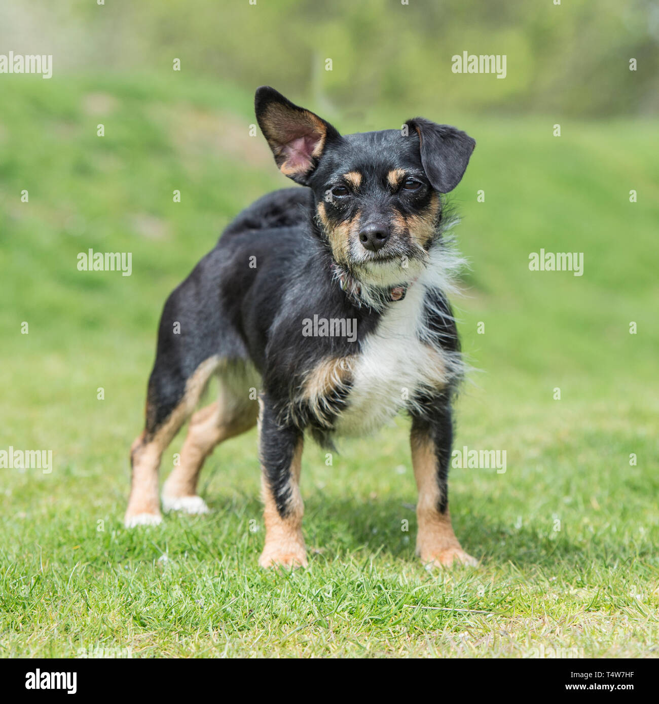 jack russell terrier tri colour Stock Photo - Alamy