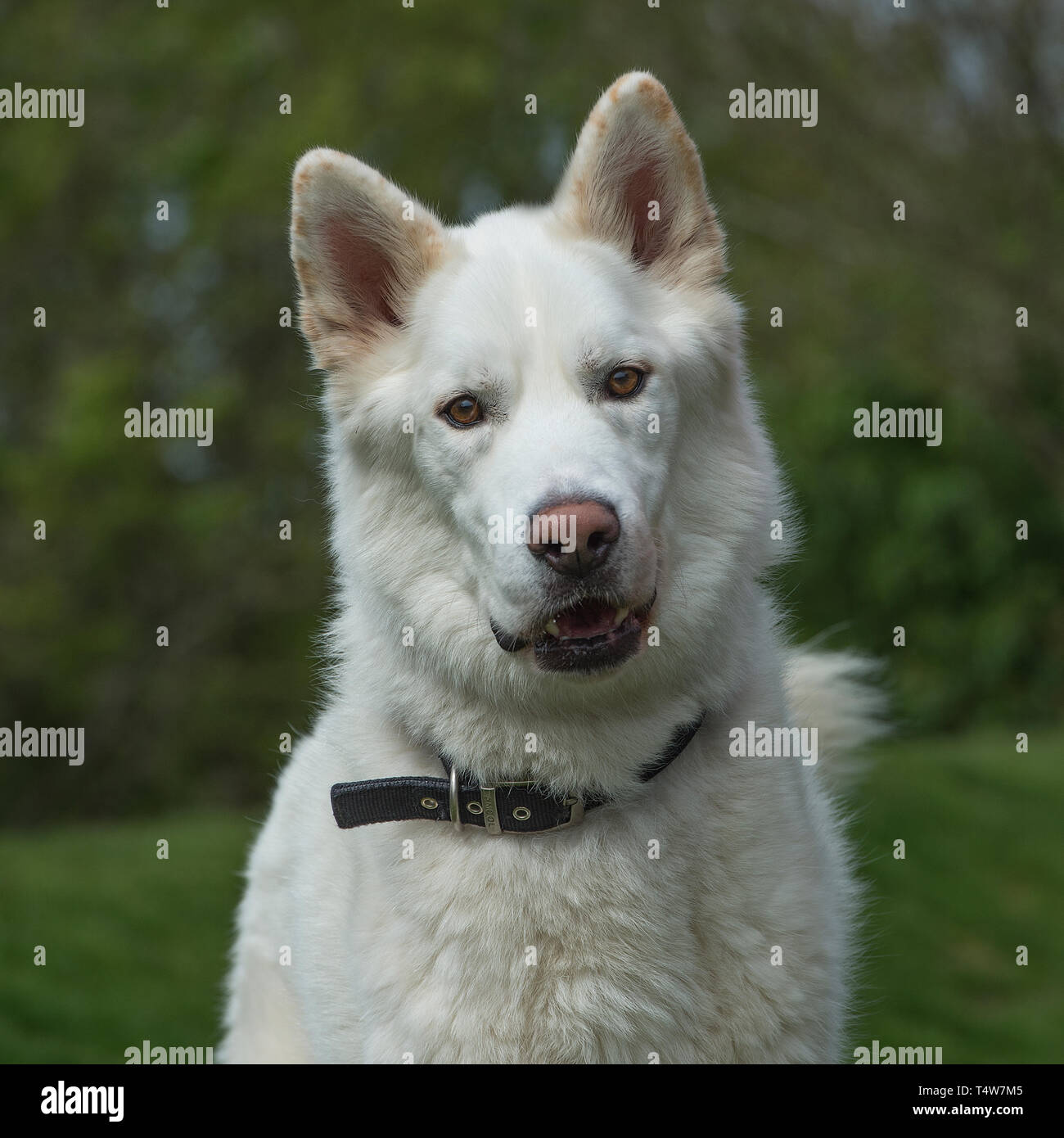White german shepherd hi-res stock photography and images - Alamy