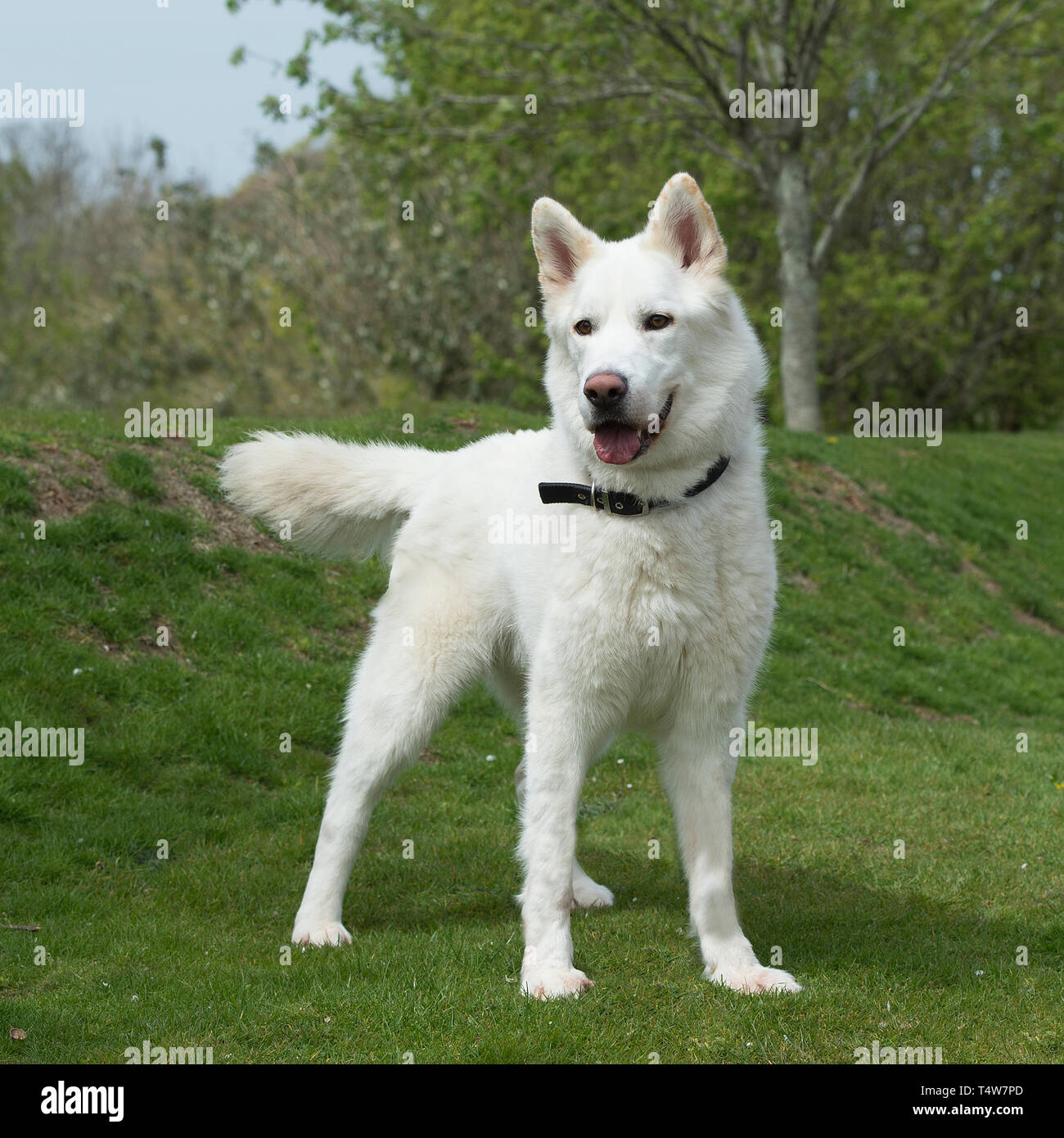 White guard dog standing hi-res stock photography and images - Alamy