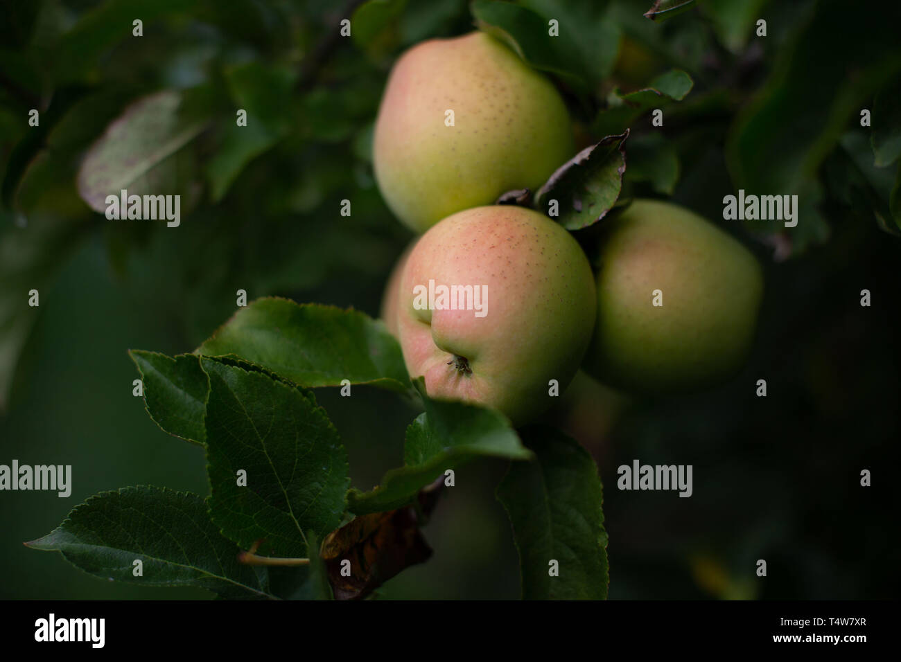 To apple tree hi-res stock photography and images - Alamy