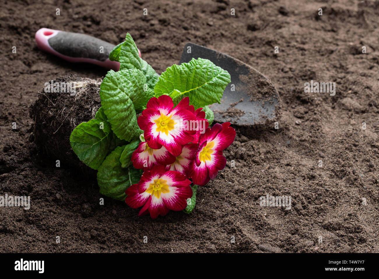 Colorful Primulas flower on soil. Ready for planting Stock Photo - Alamy