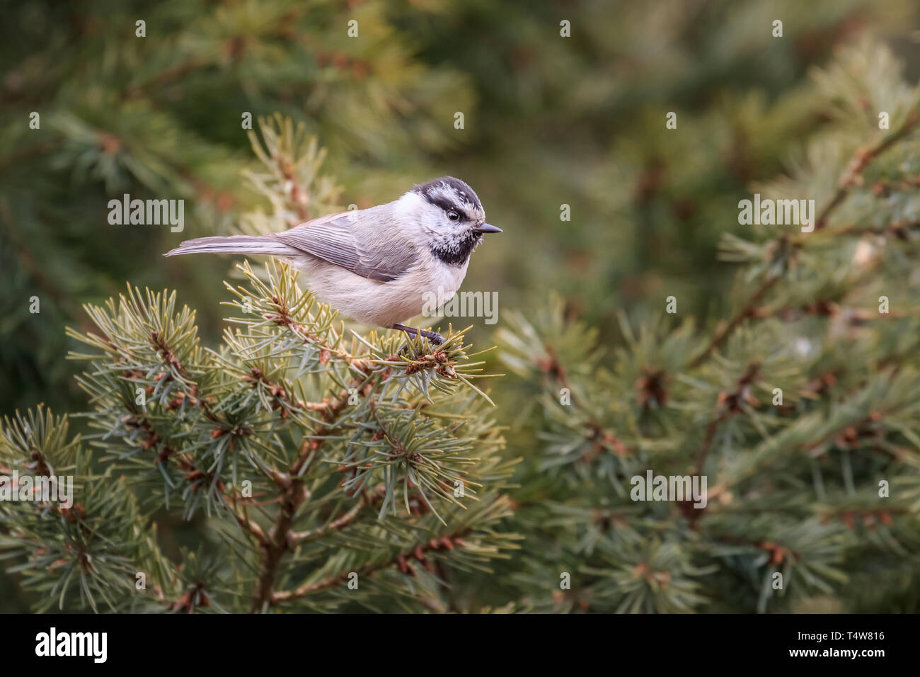 Mountain chickadee in snow hi-res stock photography and images - Alamy