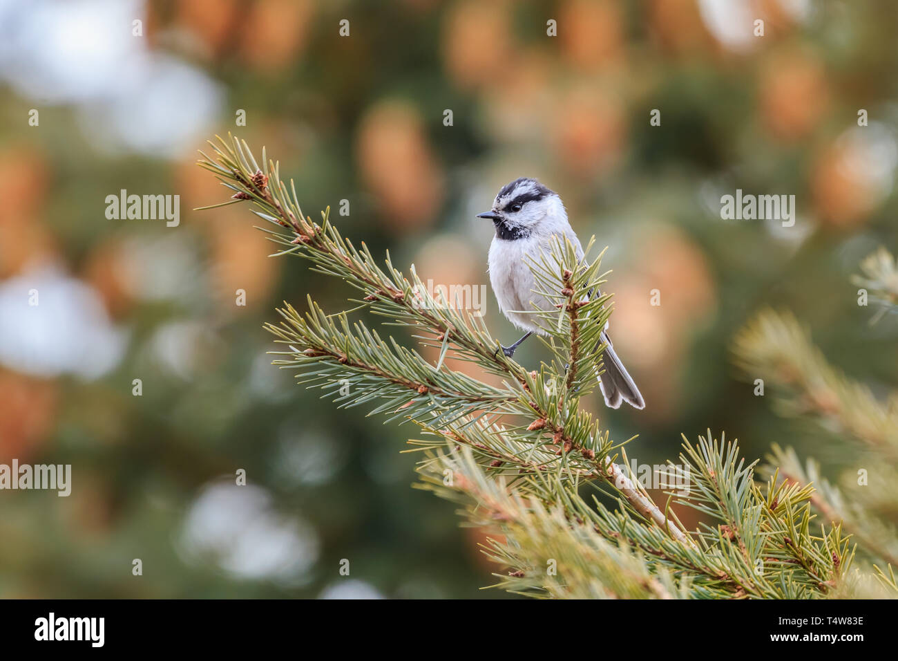 Mountain Chickadee (Poecile gambeli) perched in a snowy tree Stock ...