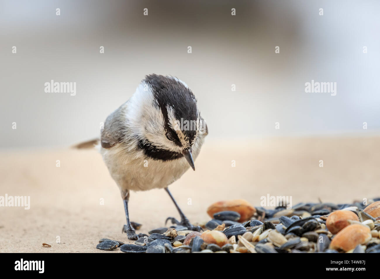 Mountain Chickadee (Poecile gambeli) perched in a snowy tree Stock ...