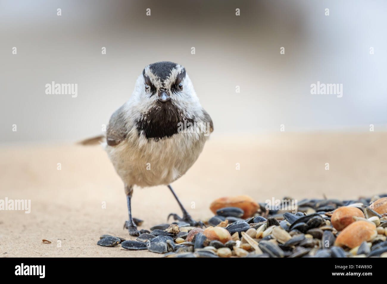 Mountain Chickadee (Poecile gambeli) perched in a snowy tree Stock ...