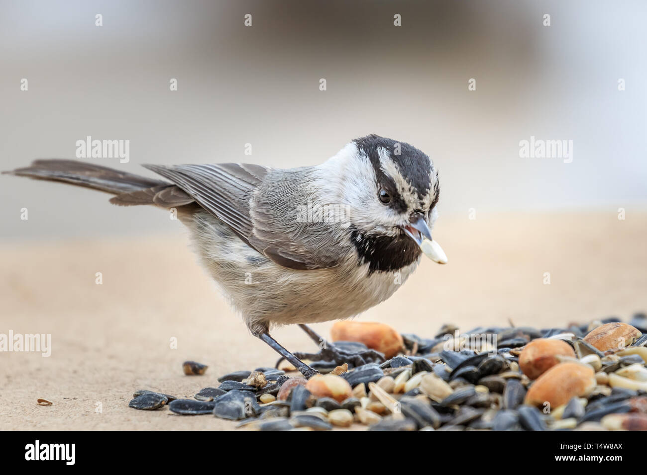Mountain Chickadee (Poecile gambeli) perched in a snowy tree Stock ...