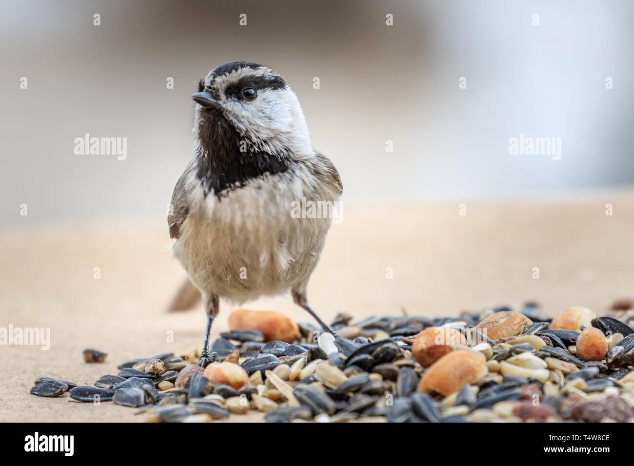 Mountain chickadee in snow hi-res stock photography and images - Alamy