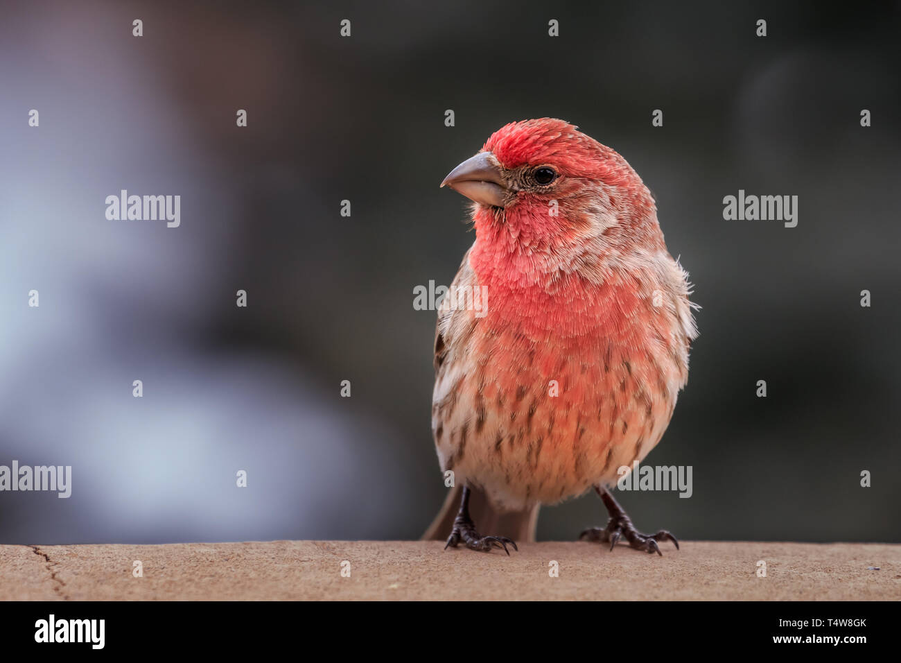 Storm finch hi-res stock photography and images - Alamy