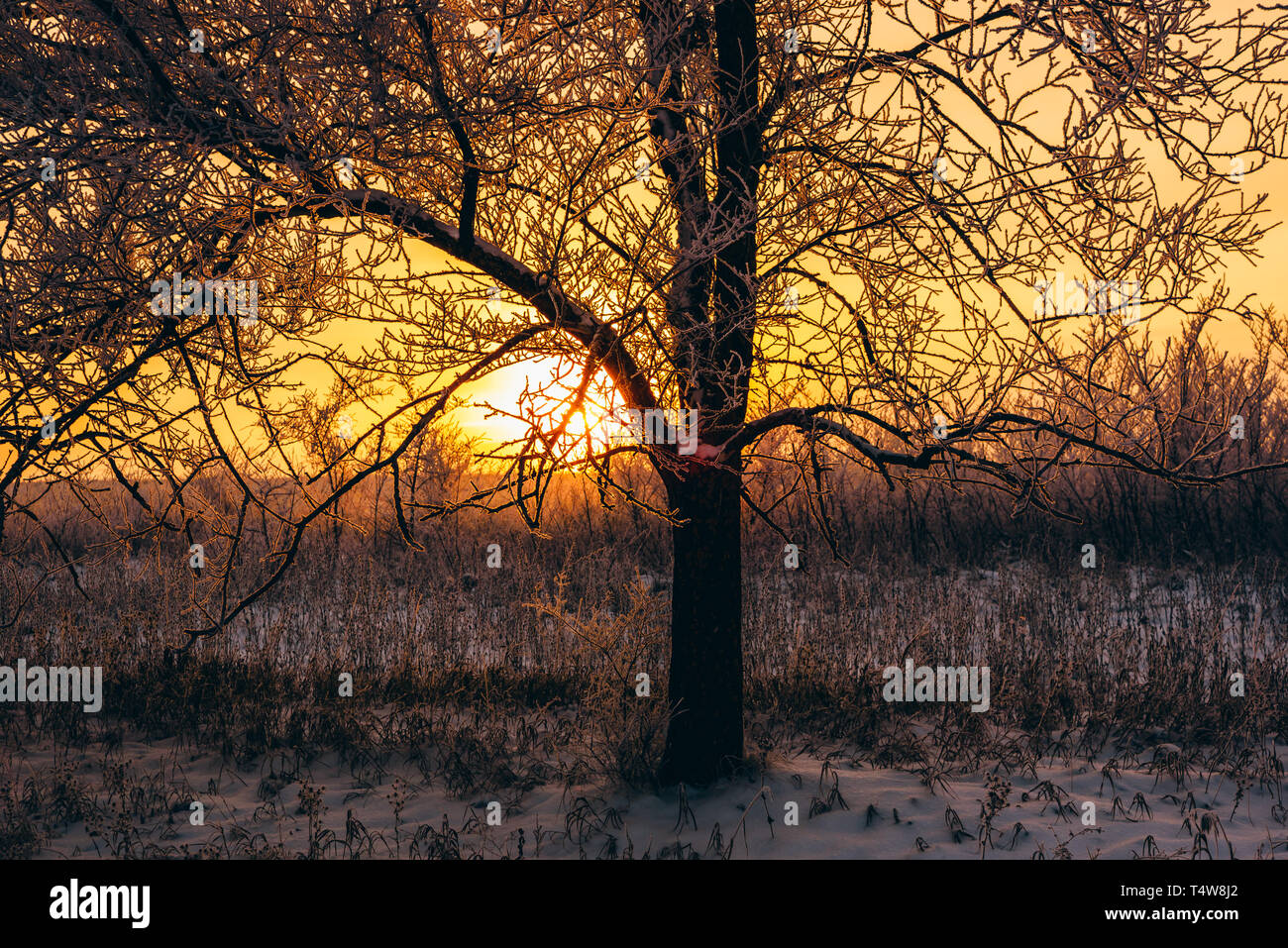 Golden wintertime sunlight sunshine hi-res stock photography and images ...