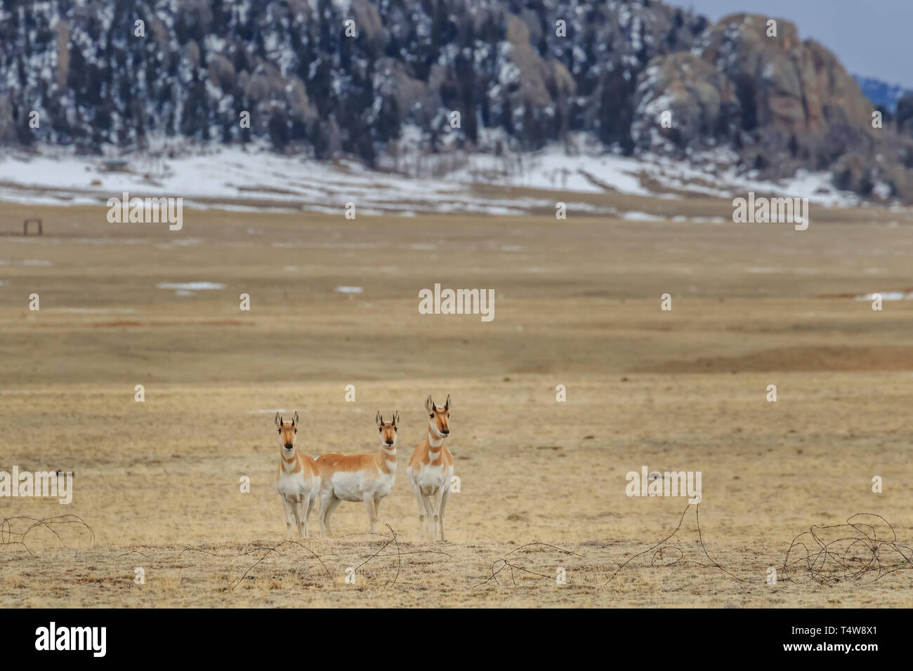 Pronghorn (Antilocapra americana) on the high plains of Colorado Stock ...