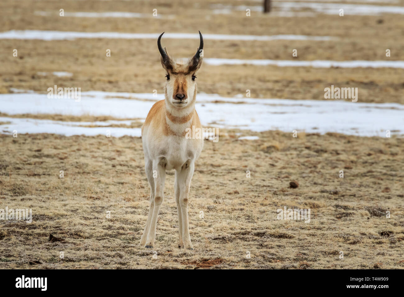 Pronghorn (Antilocapra americana) on the high plains of Colorado Stock ...