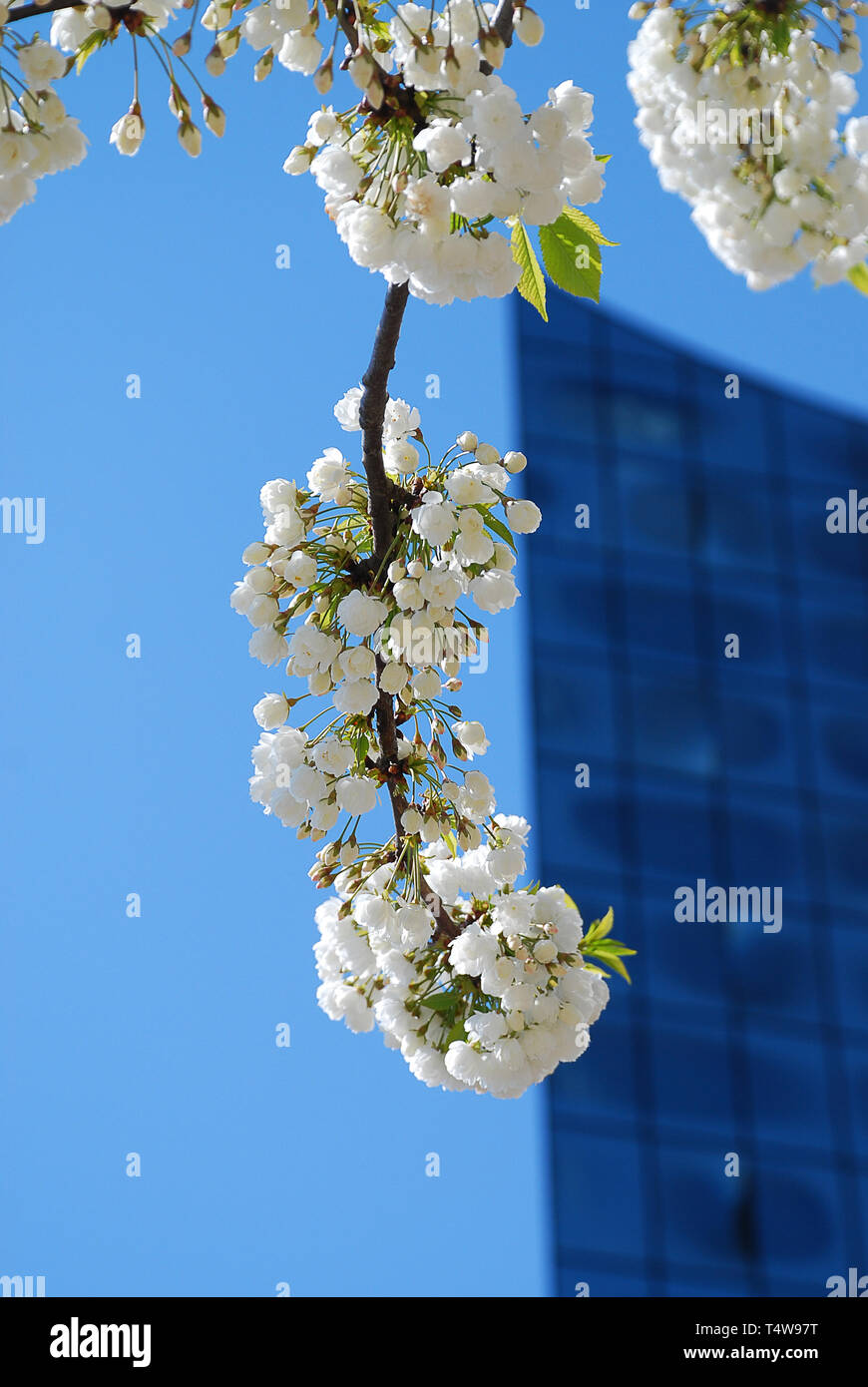 Blossom in spring in Hamburg, Germany. In the background the facade of ...