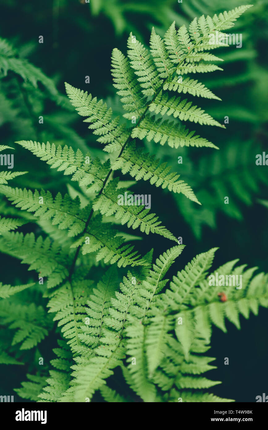 Close up simple fern hi-res stock photography and images - Alamy