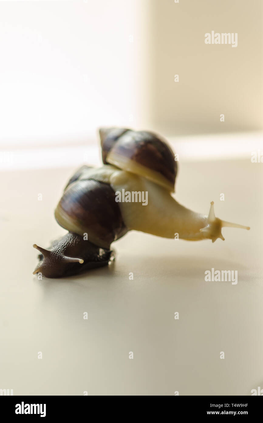 Two Achatina snails on the light background. Extreme close-up macro ...