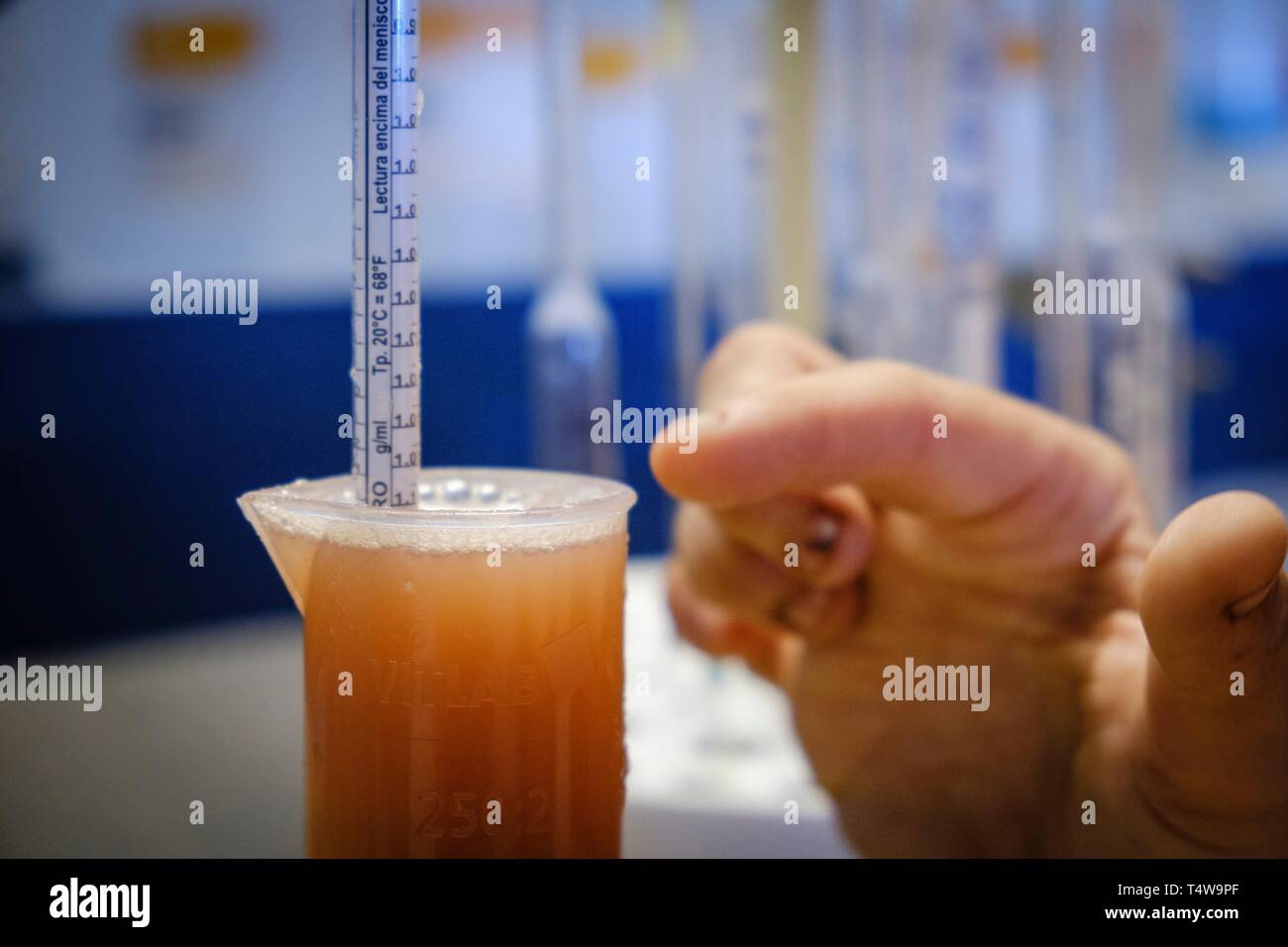 comprobando la densidad del mosto, Celler Mesquida-Mora, Porreres ...