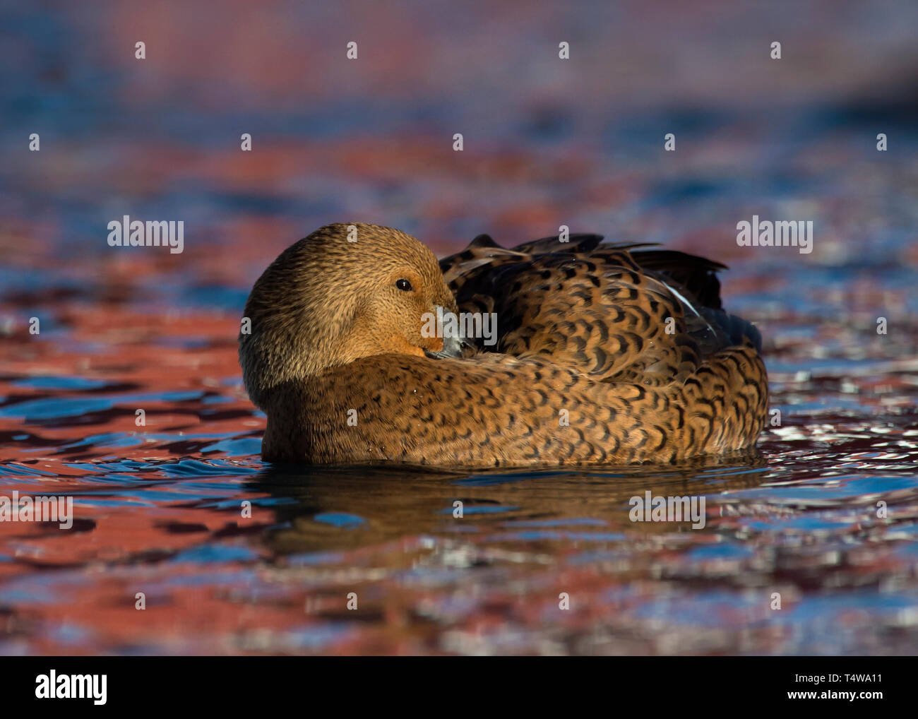 King eider female hi-res stock photography and images - Alamy