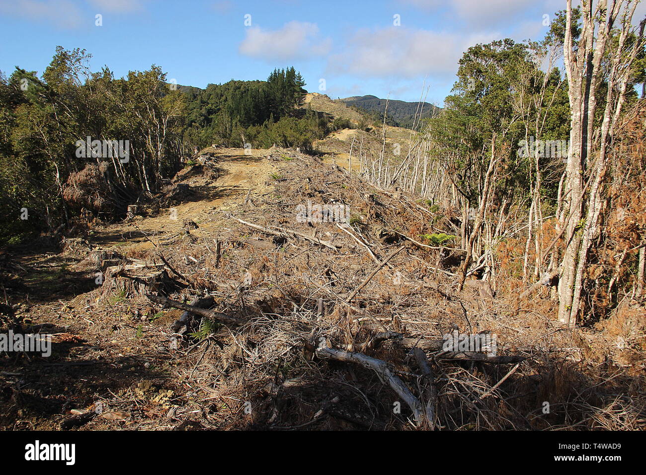 Clearfelling hi-res stock photography and images - Alamy