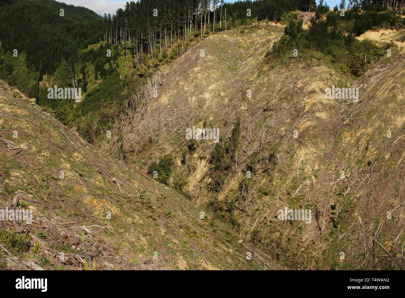 Logged forest hi-res stock photography and images - Alamy