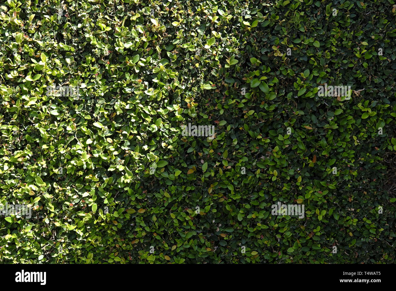 Leafy walls hi-res stock photography and images - Alamy