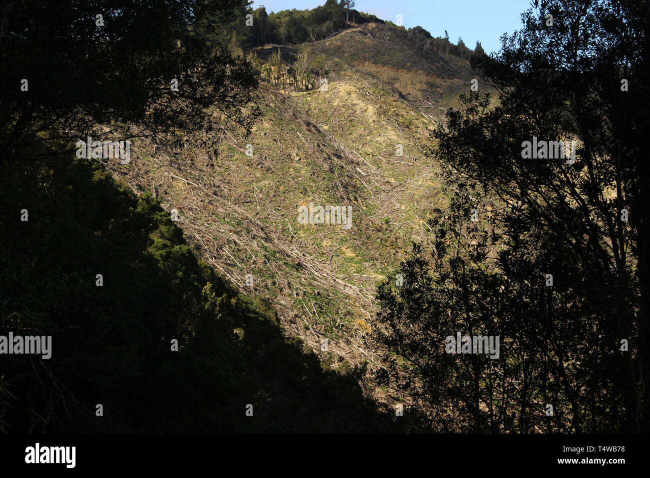 Clearfelling hi-res stock photography and images - Alamy