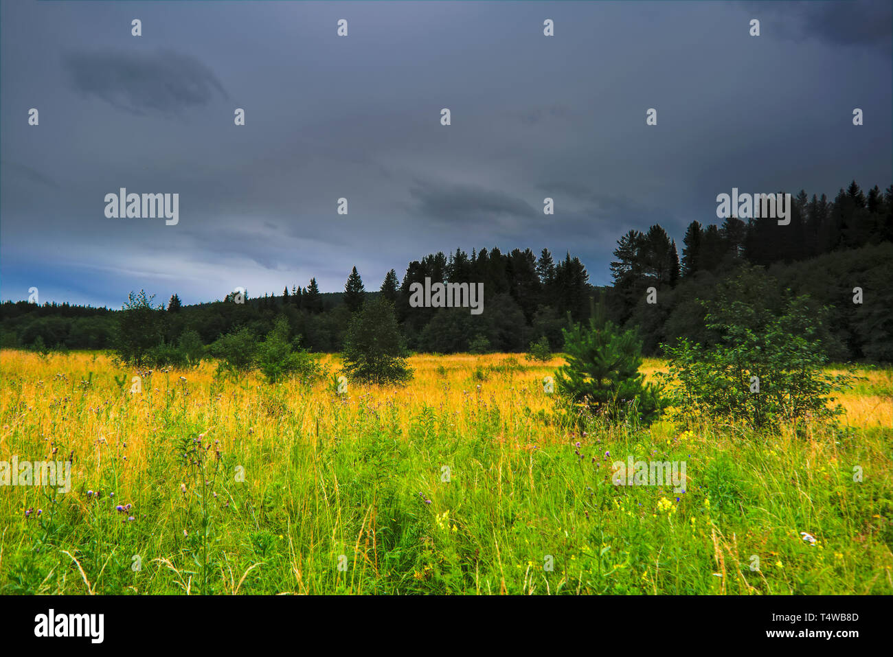 Summer forest landscape before a thunderstorm. Meadow with wild grasses ...