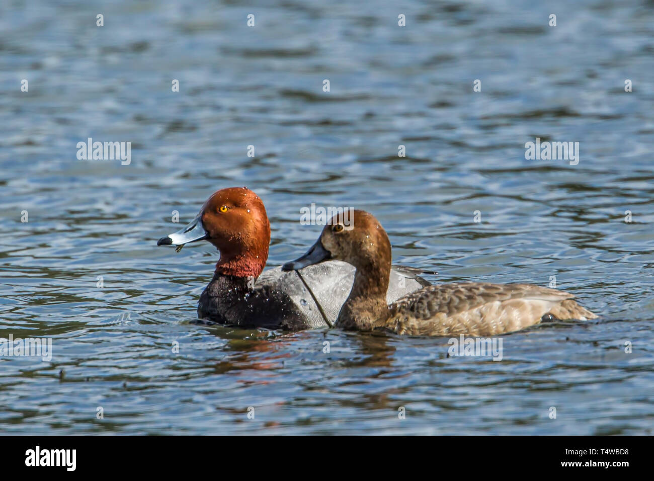 Red head duck hi-res stock photography and images - Alamy