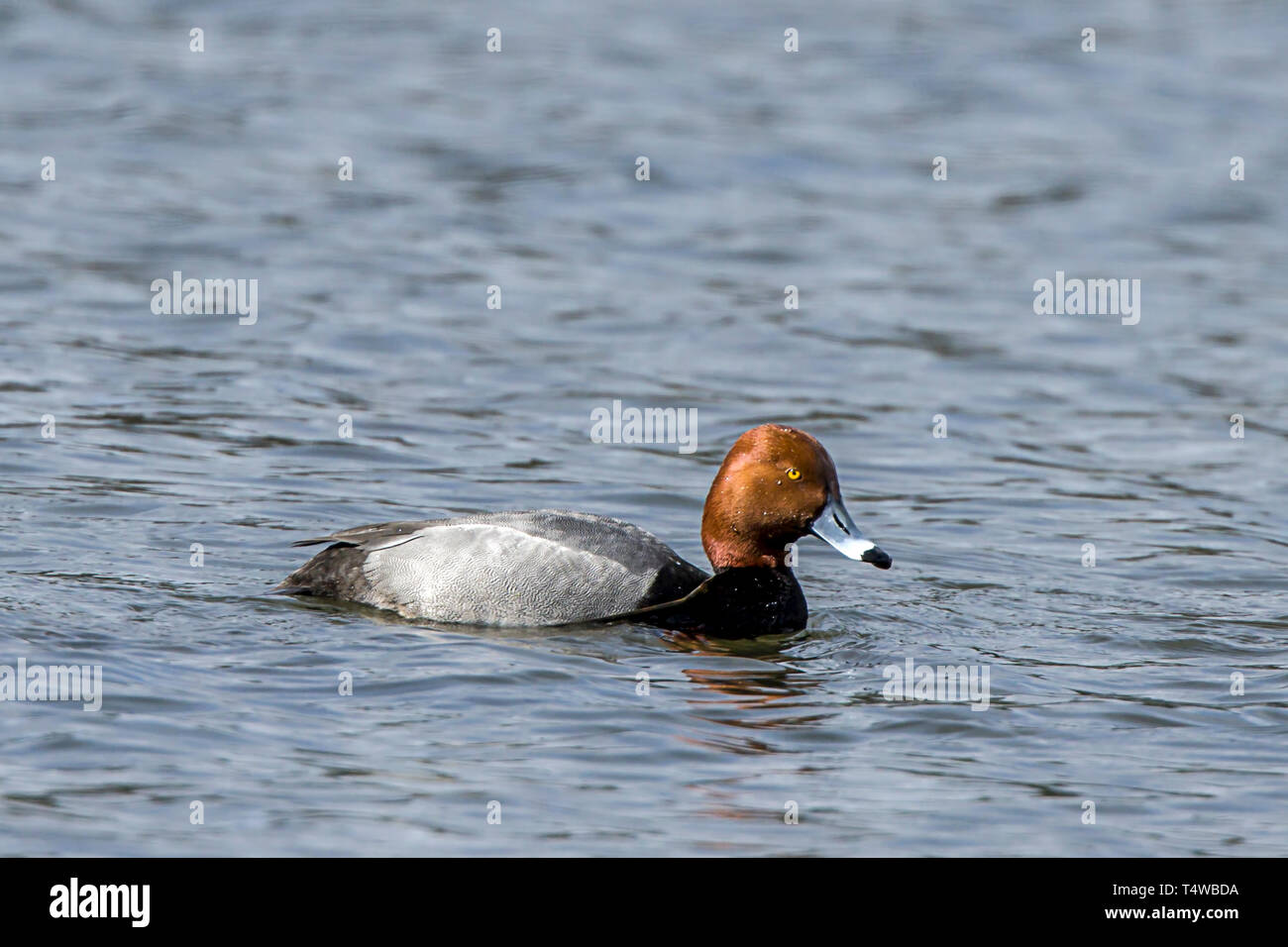 Red head duck hi-res stock photography and images - Alamy