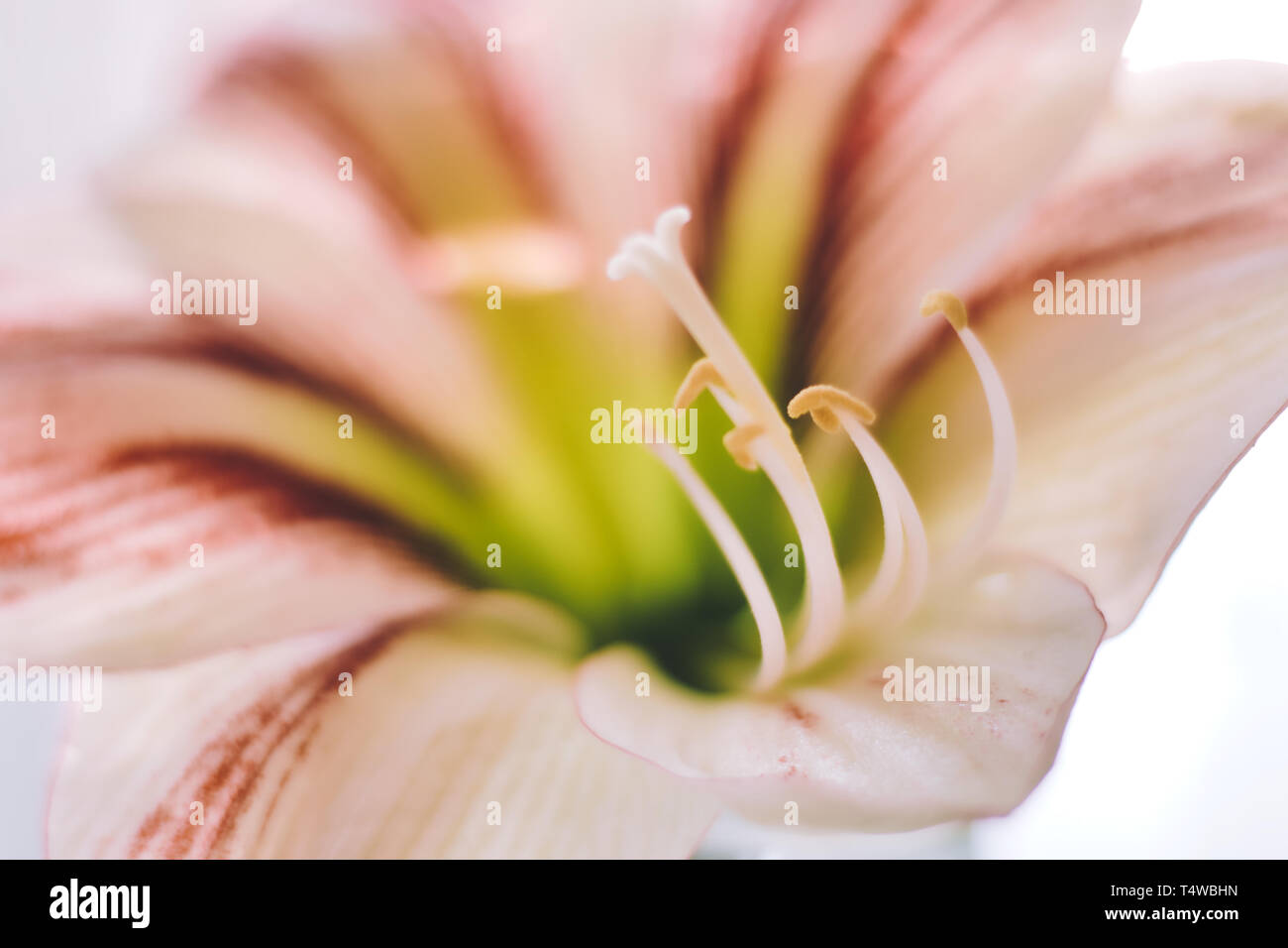 Details of a flower Stock Photo - Alamy