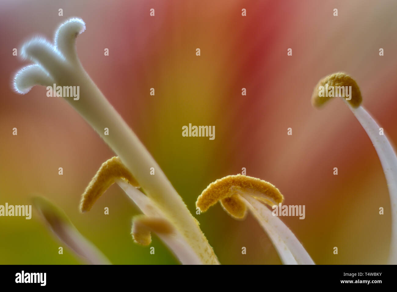 Filaments and anthers of a flower full of pollen Stock Photo - Alamy