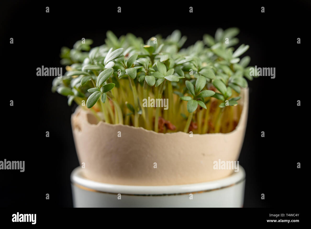 Cress in a shell from an egg. Fresh sprouts for a festive Easter table ...